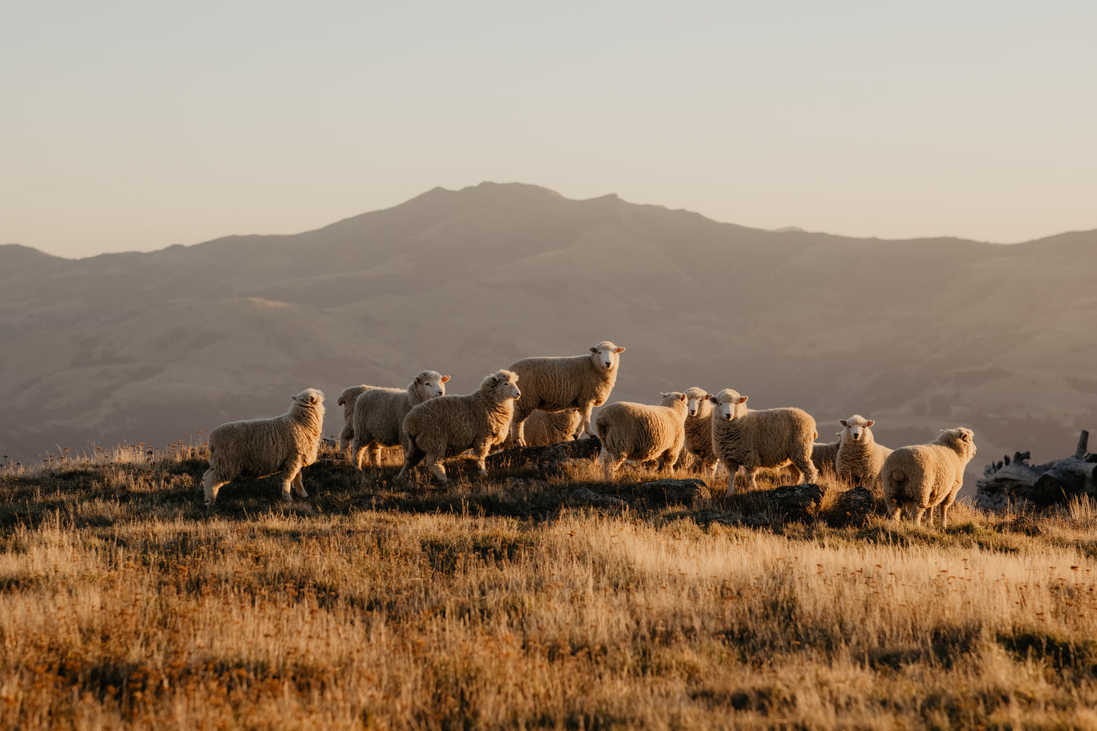 Wool Integrity Store