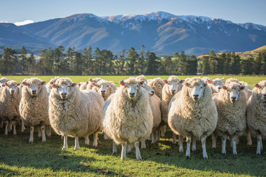 Our Story – Wool Integrity Store
